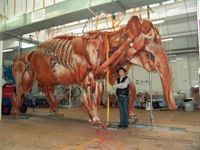 Gunther von Hagens’s Plastinated Animal Exhibition | Amusing Planet